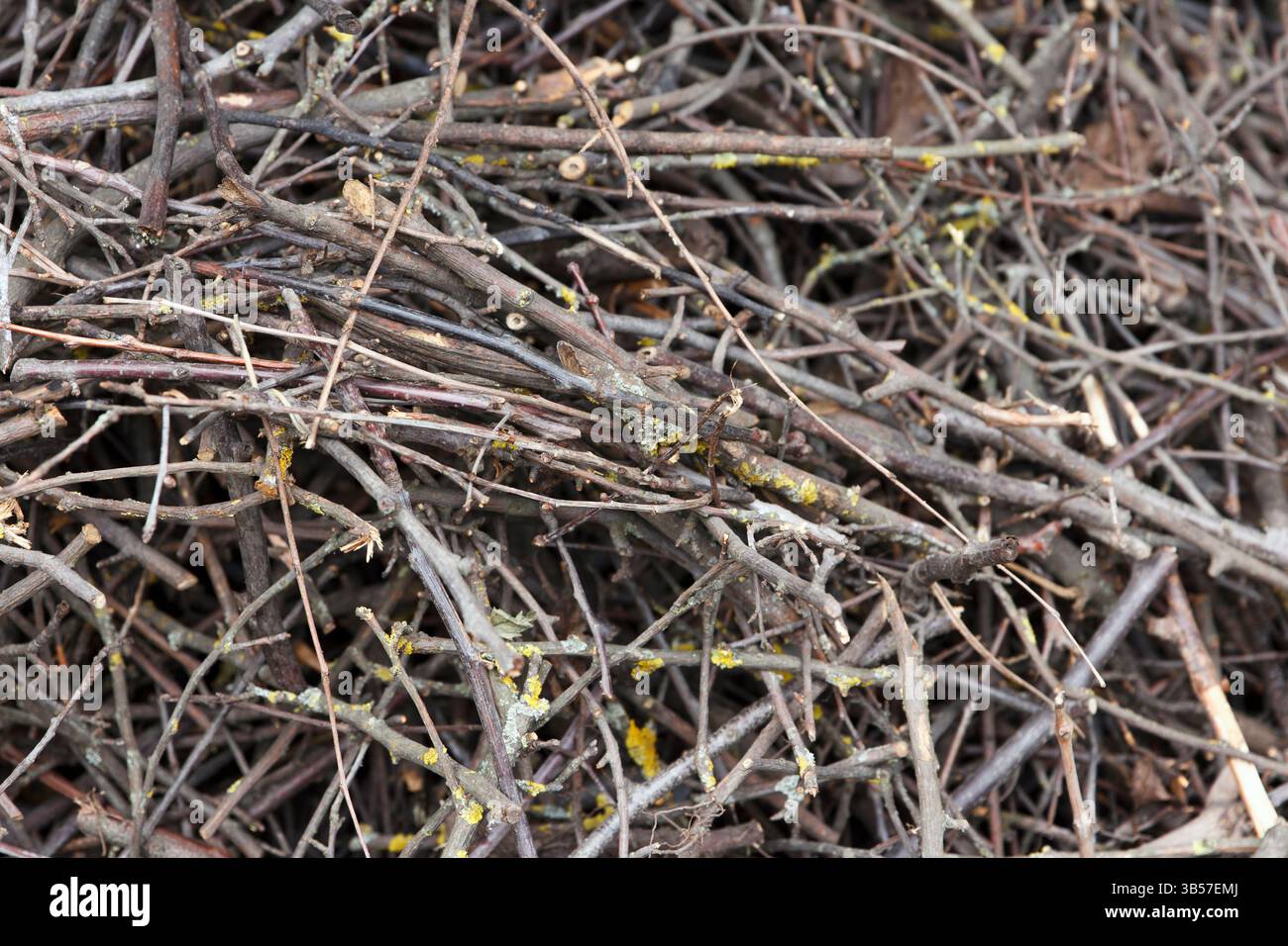 Close-up of a large pile of dry twigs with moss and lichen, showing ...