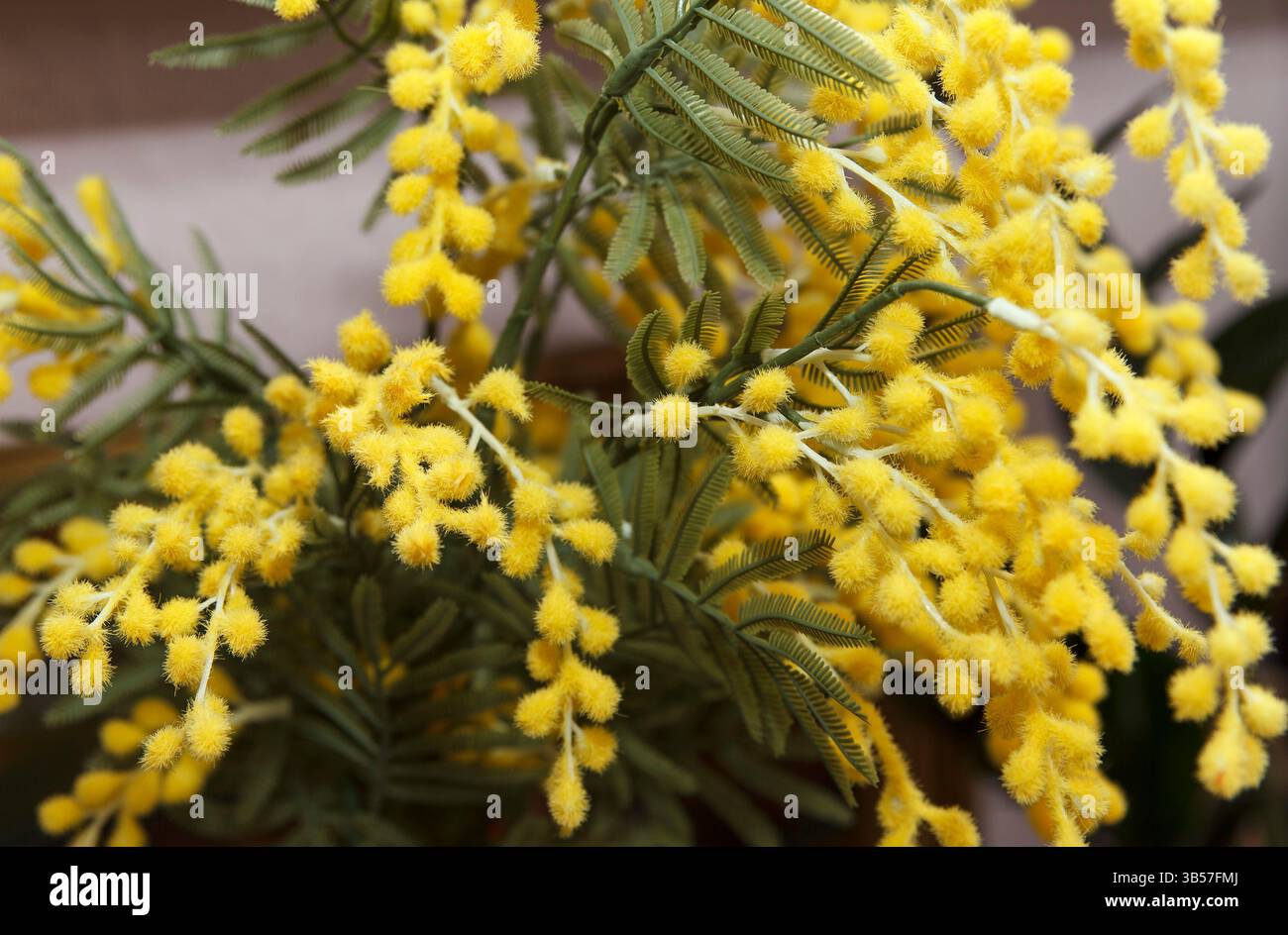 Close-up of blooming yellow mimosa flowers with soft green leaves ...