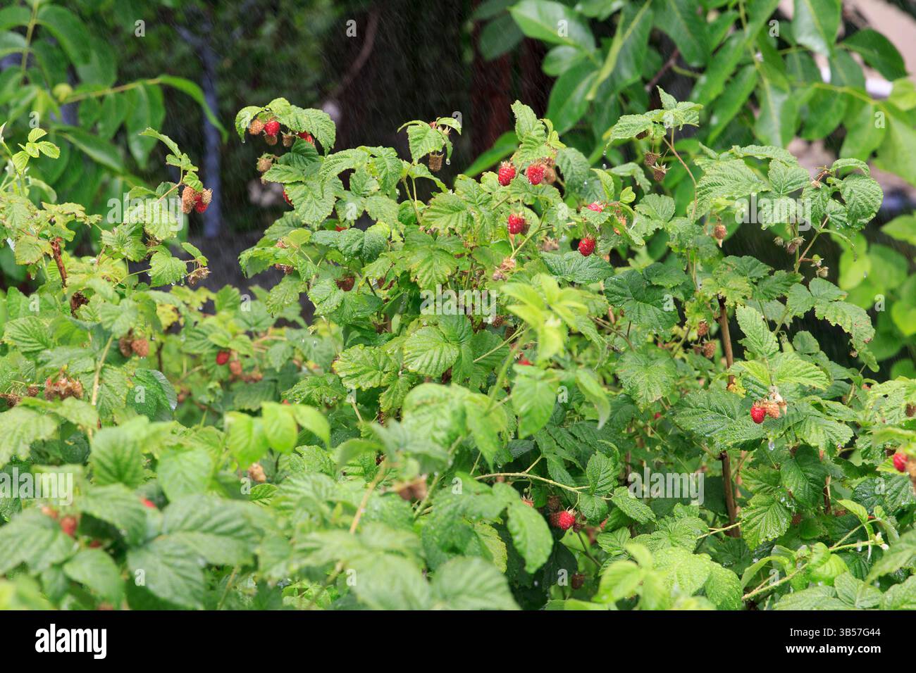 Rain on raspberries hi-res stock photography and images - Alamy