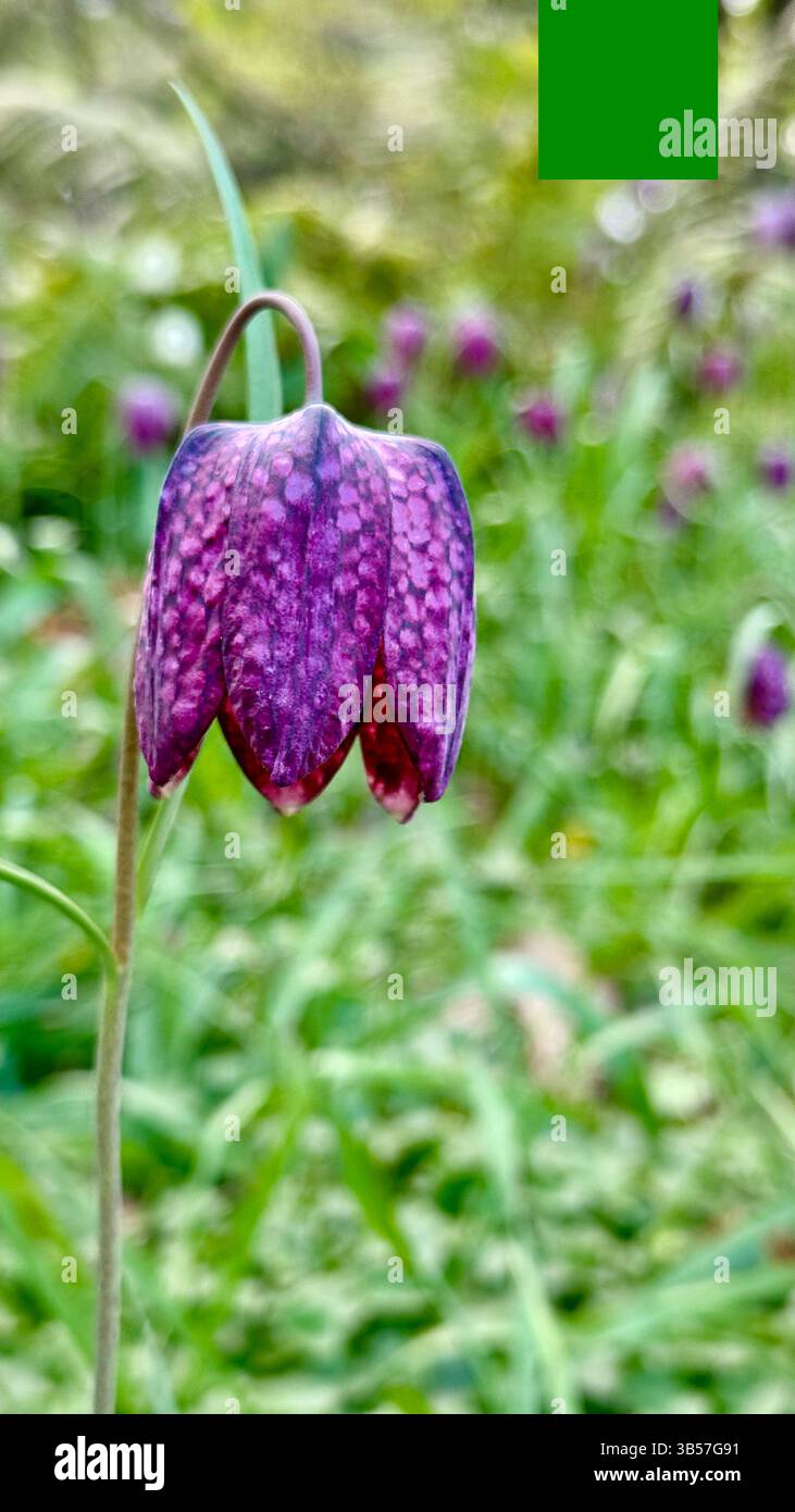 Striking head pattern hi-res stock photography and images - Alamy