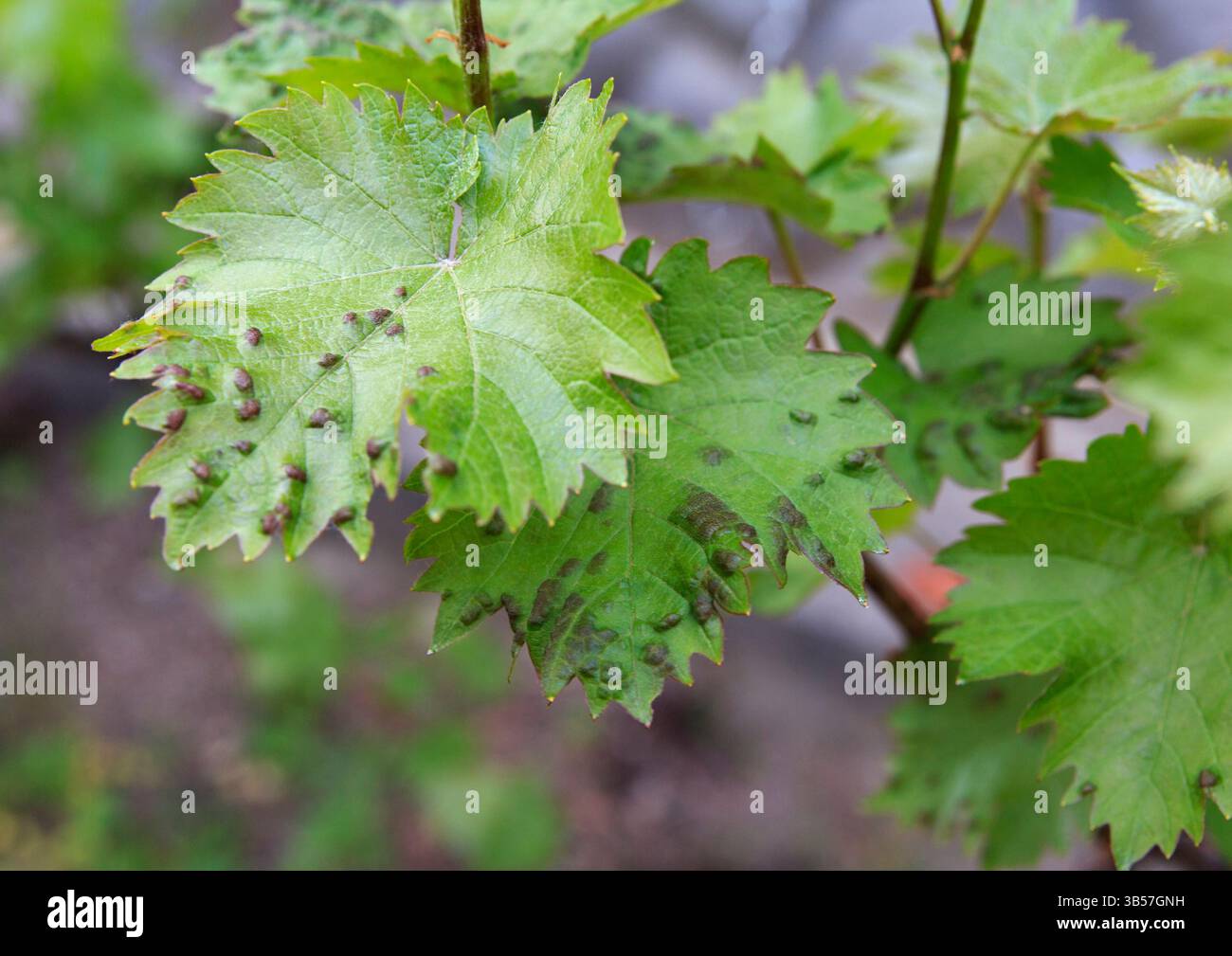 Close-up of grapevine leaves with visible pest damage and leaf ...