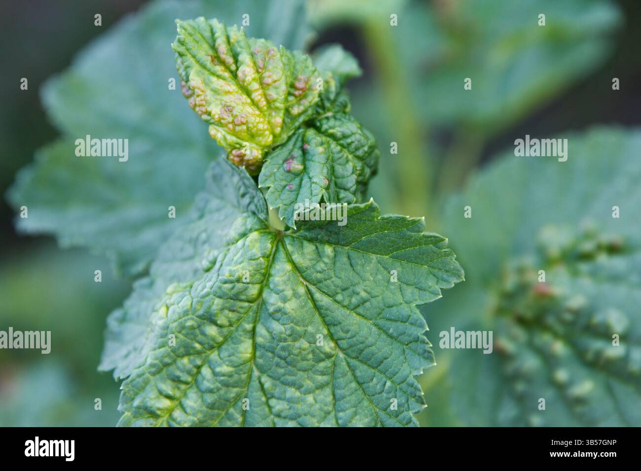 Close-up of a currant leaf infected with gall mite, showing red ...