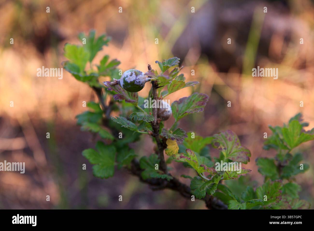 Close-up of a gooseberry plant showing signs of powdery mildew on ...