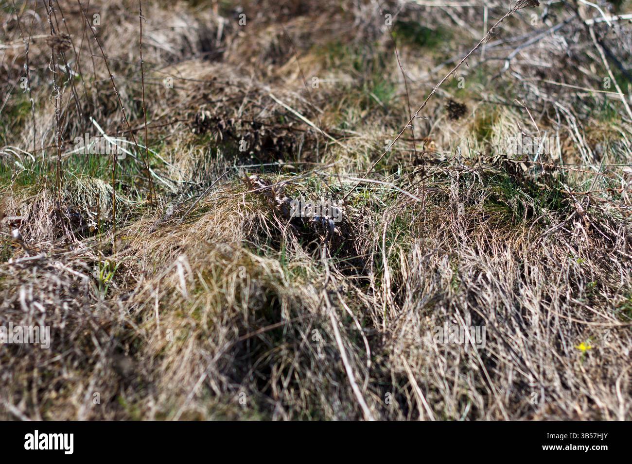 Background dried grass field hi-res stock photography and images - Alamy