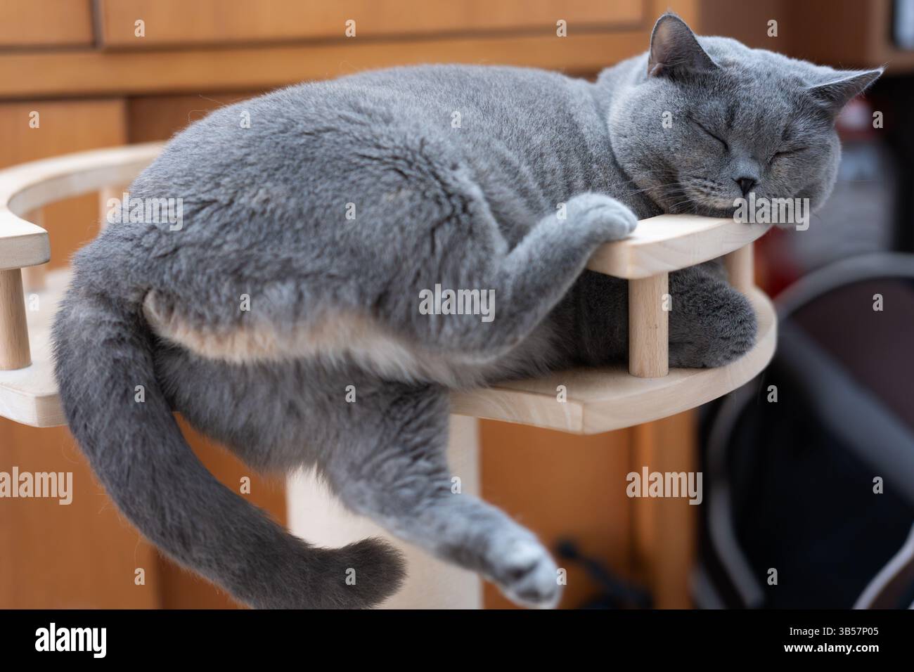 An overweight British Shorthair blue cat nearly fell from a cat tree ...