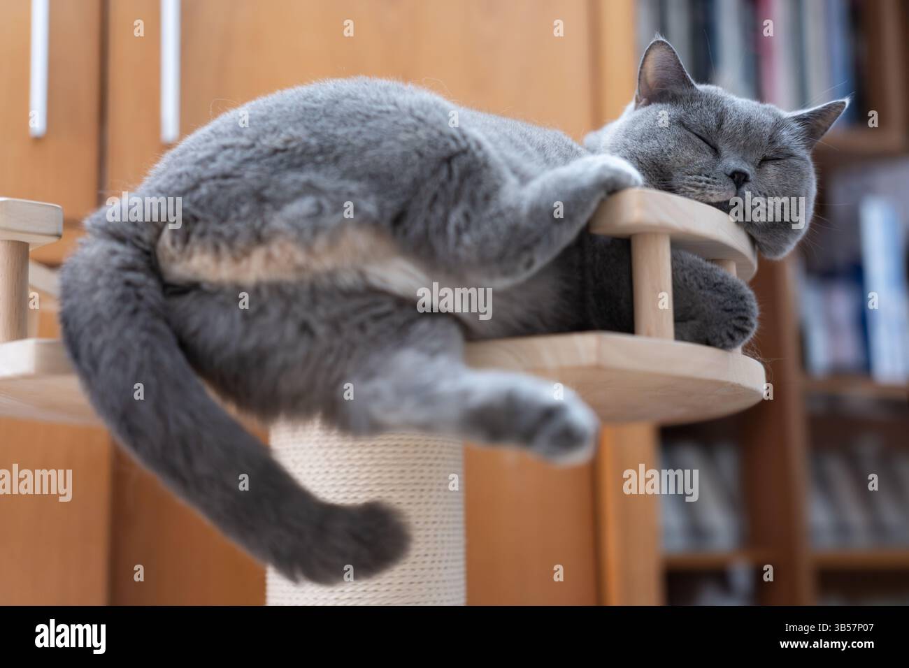 An overweight British Shorthair blue cat nearly fell from a cat tree ...