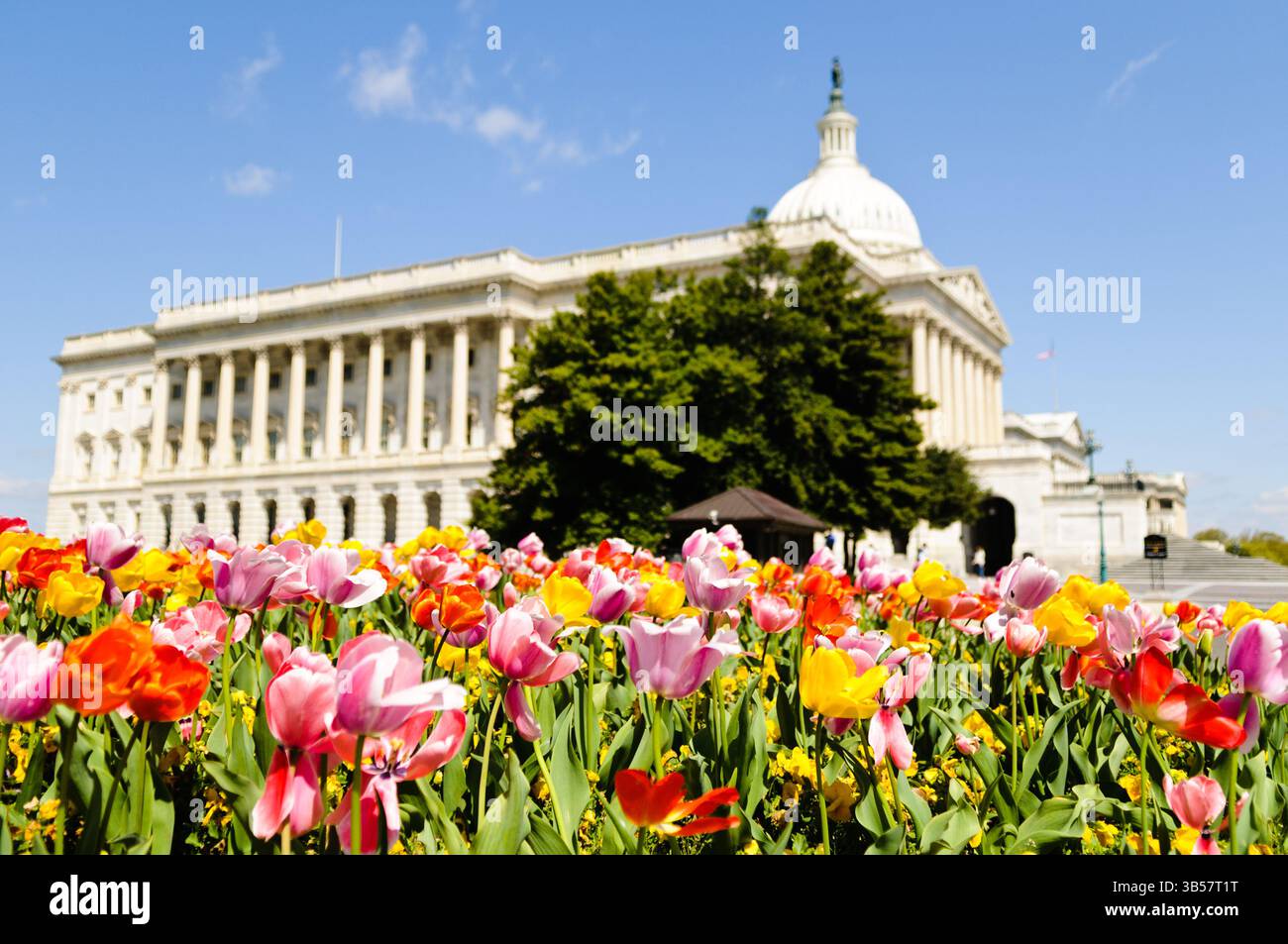 Extensive display of vibrant flowers hi-res stock photography and ...