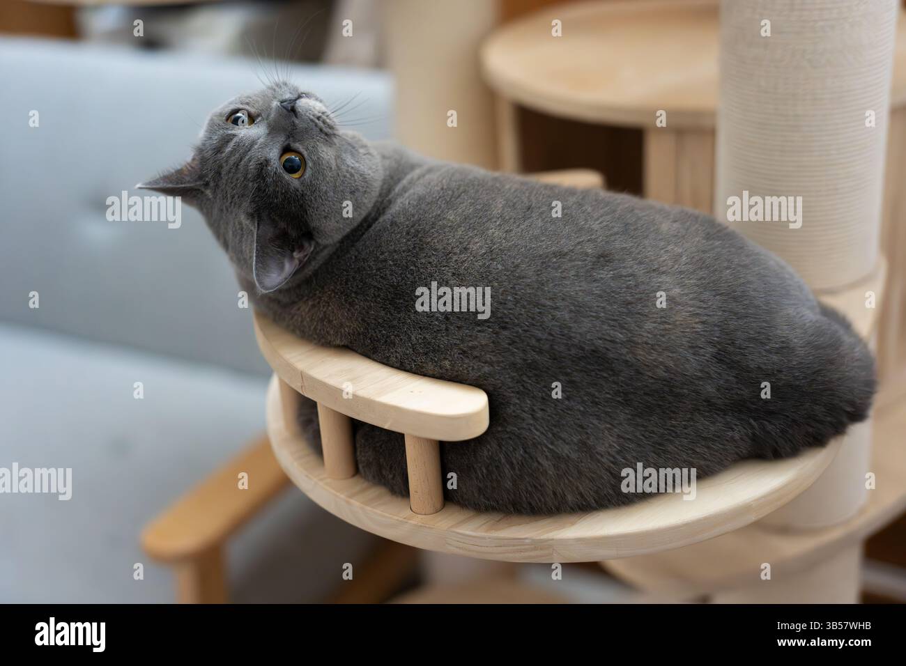 The cute gray and slightly obese British shorthair cat is sleeping ...