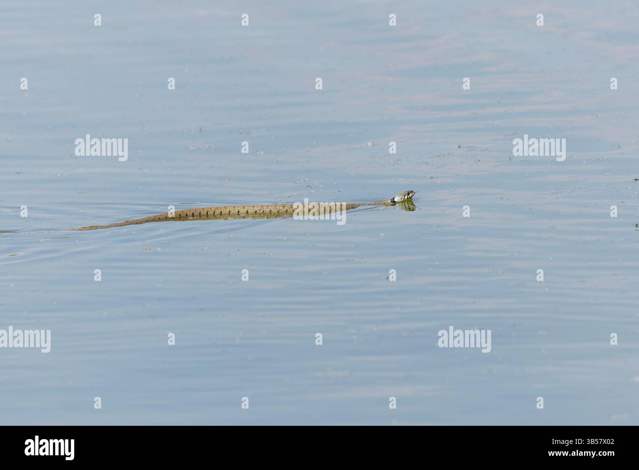 Barred grass snake Natrix Helvetica swimming on a pond in Central ...