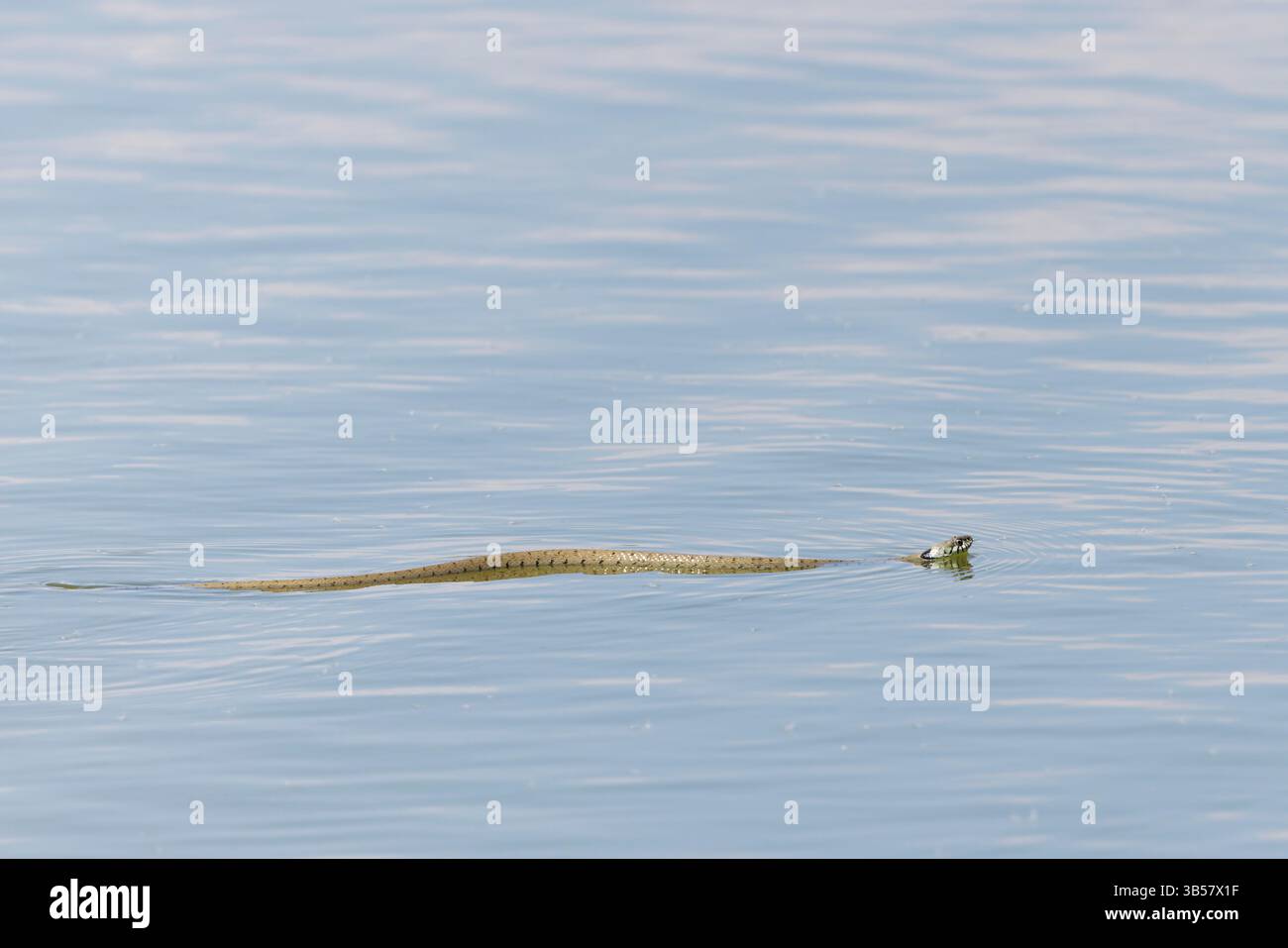 Barred grass snake Natrix Helvetica swimming on a pond in Central ...