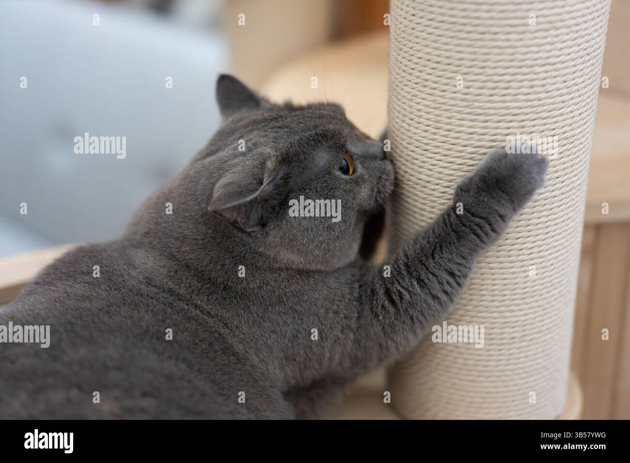 The cute gray and slightly obese British shorthair cat is sleeping ...