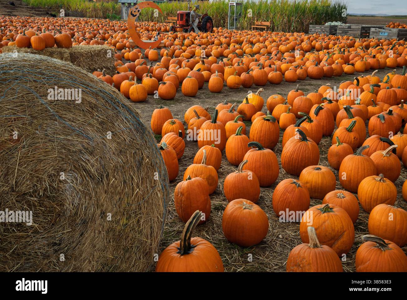 Pumpkin patch and bail of hay, and tractor Stock Photo - Alamy