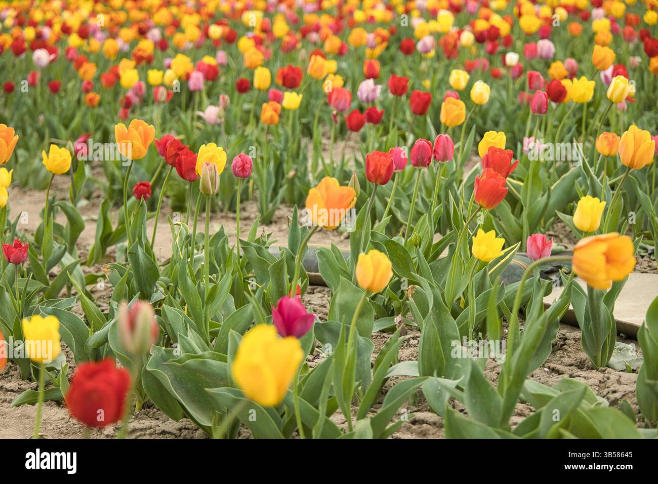 01.05.2025, Handenberg, AUT, Unterwegs in Oberösterreich, Themenbild ...