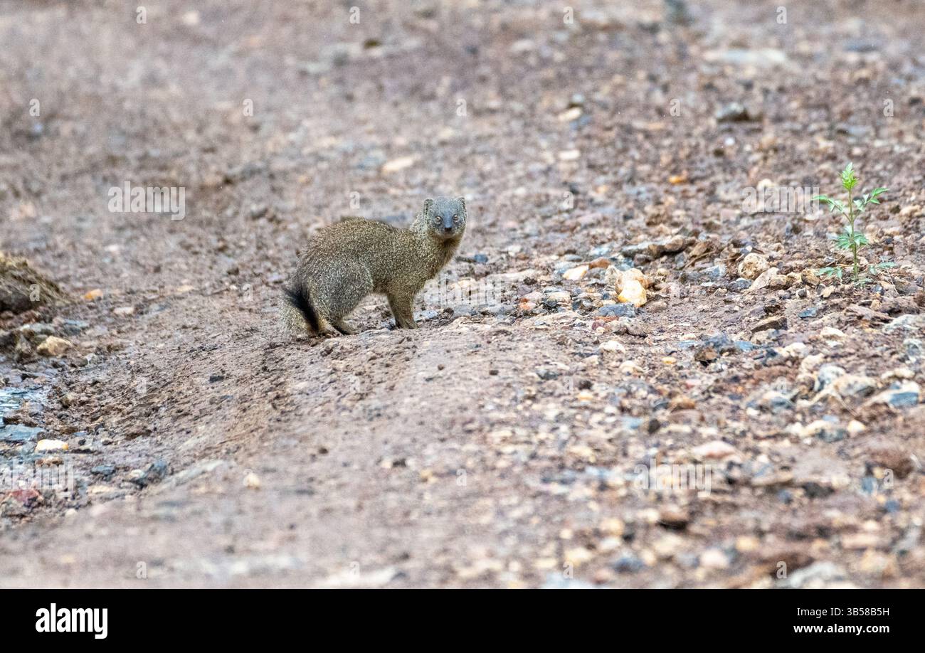 Common slender mongoose (Herpestes sanguinea), also known as the black ...