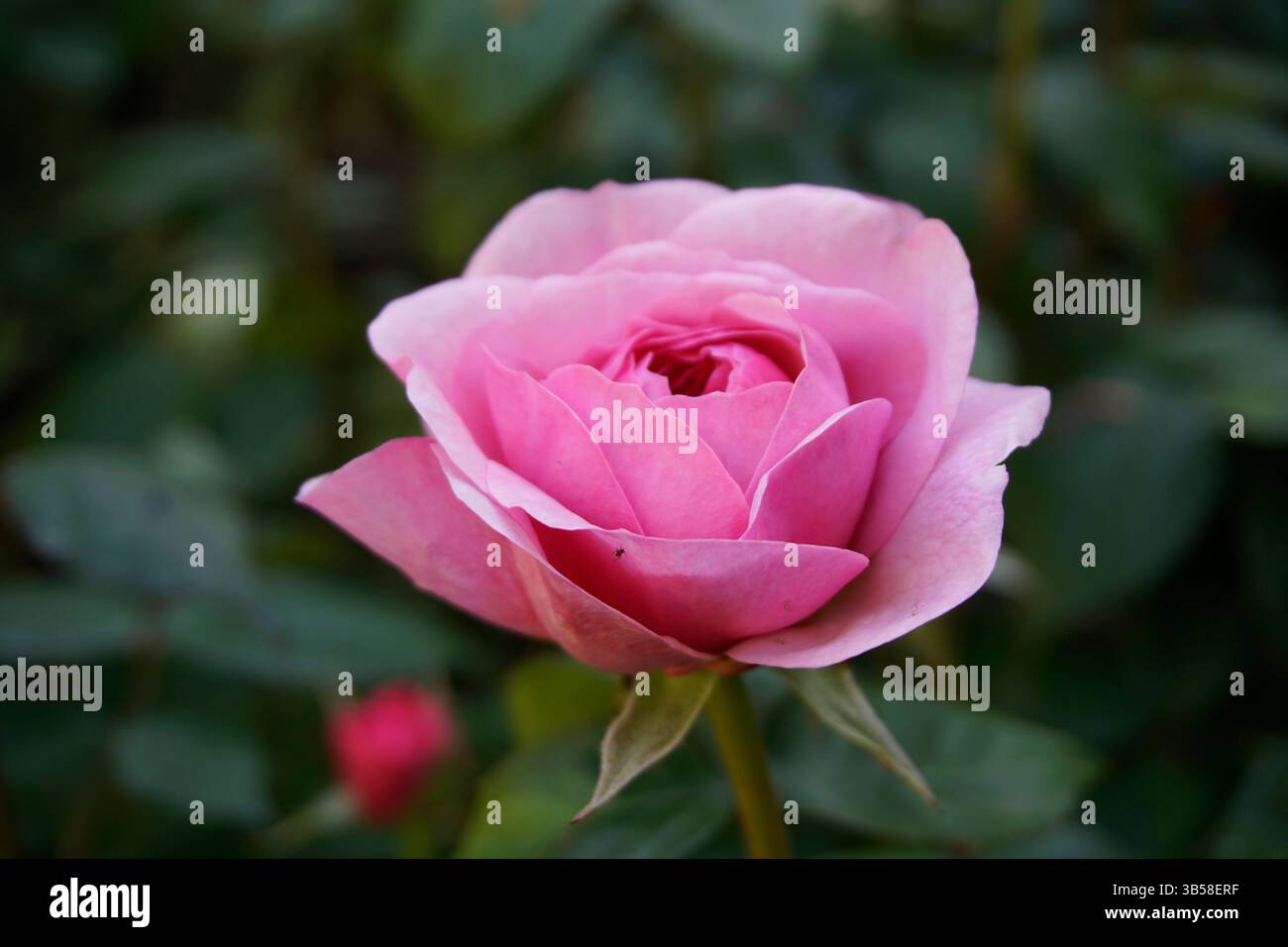 Close-up of a fully bloomed pink rose (Rosa spp.) in a garden setting ...