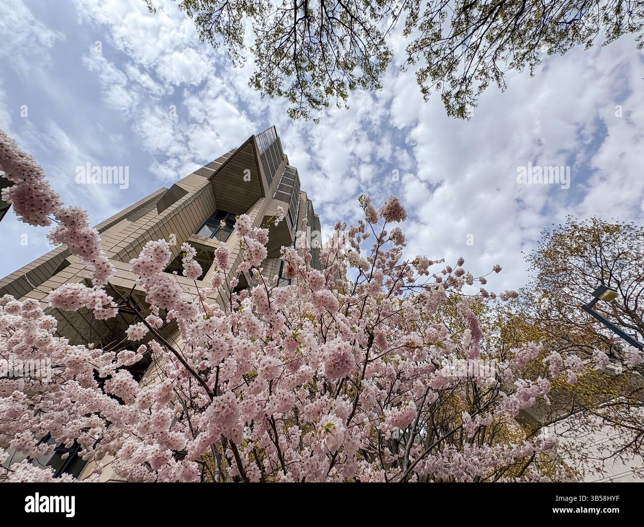 Thomas Fisher Rare Book Library exterior view, showcasing spring cherry ...