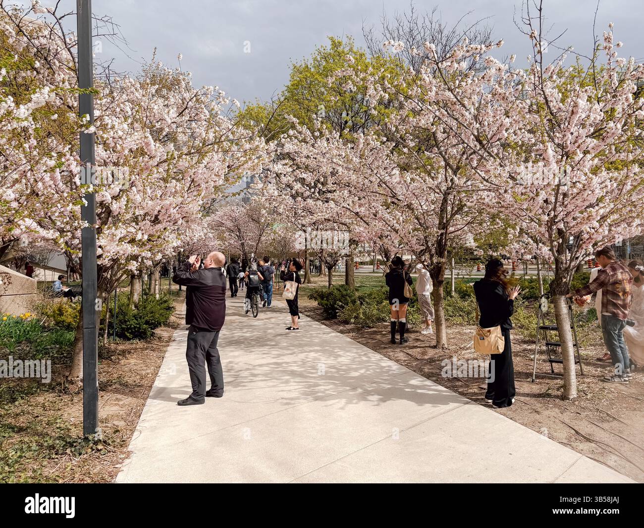 High parks cherry blossoms hi-res stock photography and images - Alamy