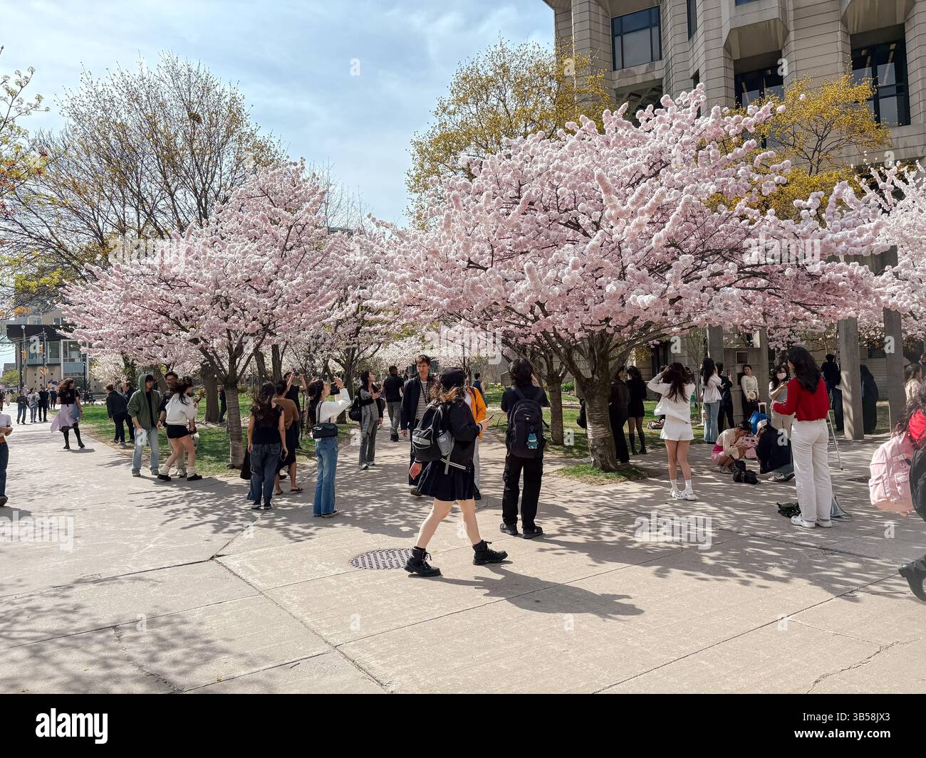 Cherry blossom trees in full bloom at Toronto University. Students ...