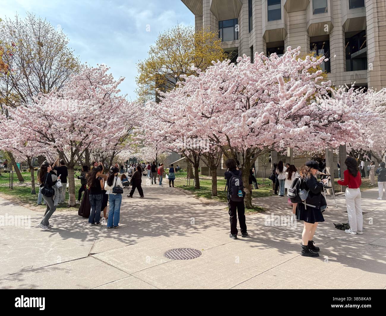 University of Toronto's cherry blossom trees in full bloom. Students ...