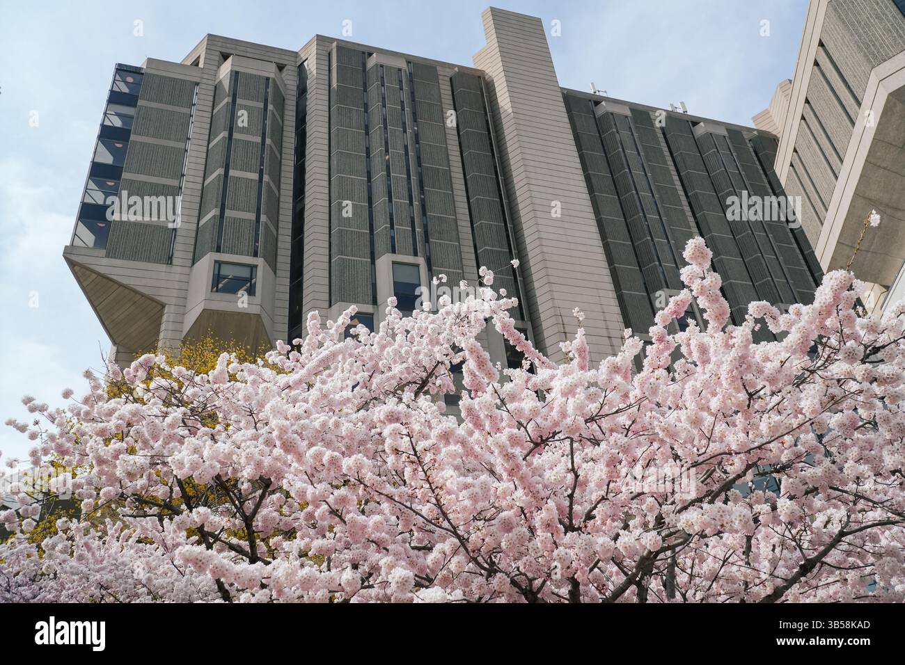 Thomas Fisher Rare Book Library in Toronto, Ontario, shown with cherry ...