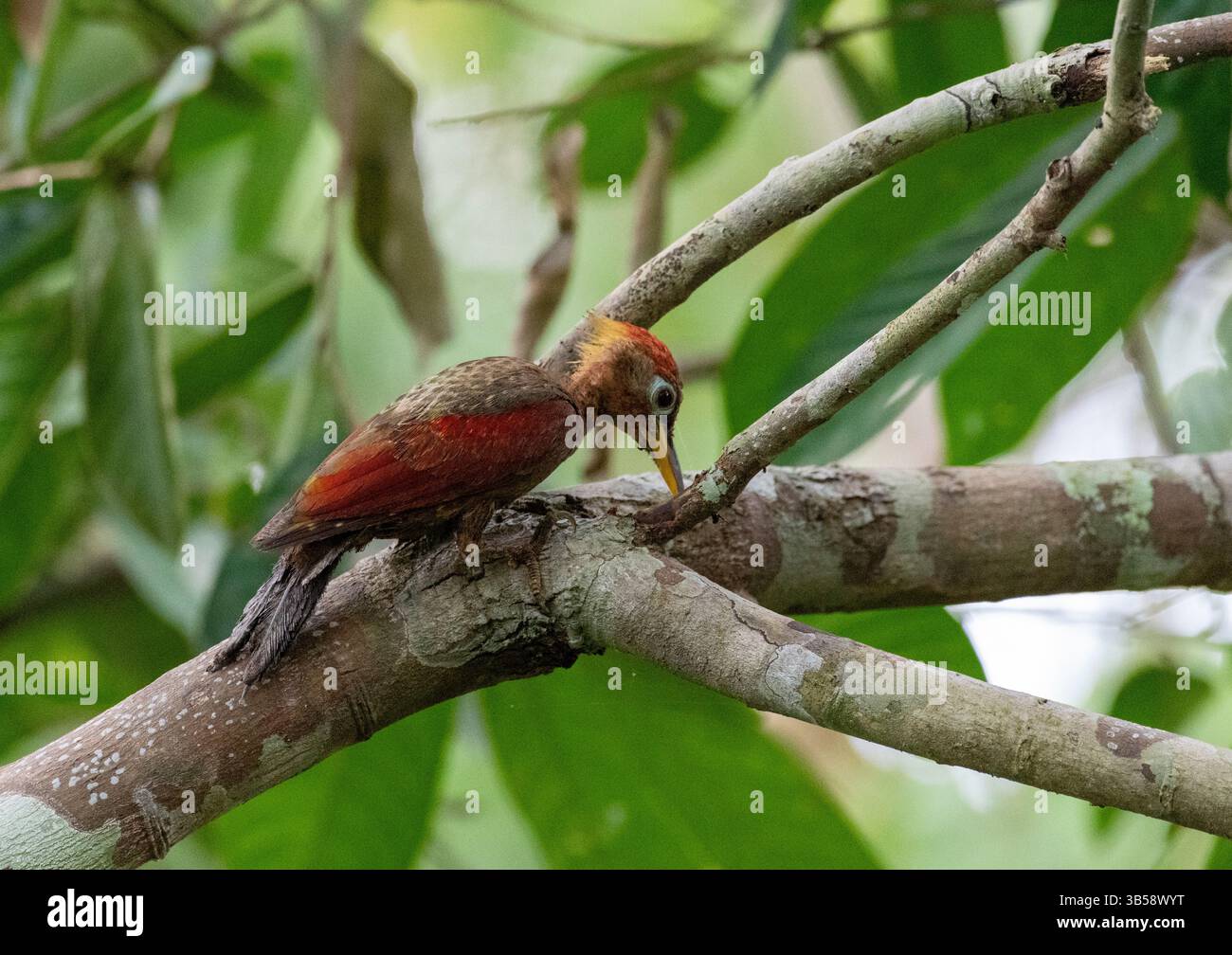 Crimson-winged woodpecker - Picus puniceus - Sabah, Borneo, Malaysia ...