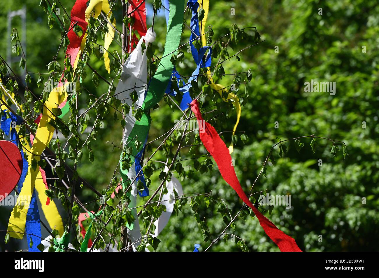 Maibaum steht vor einem Haus - ein mit bunten Bändern geschmückter Baum ...