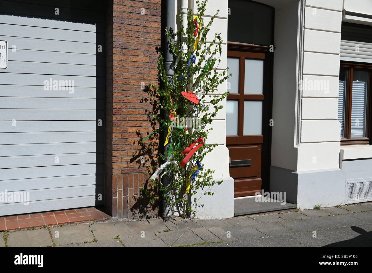 Maibaum steht vor einem Haus - ein mit bunten Bändern geschmückter Baum ...