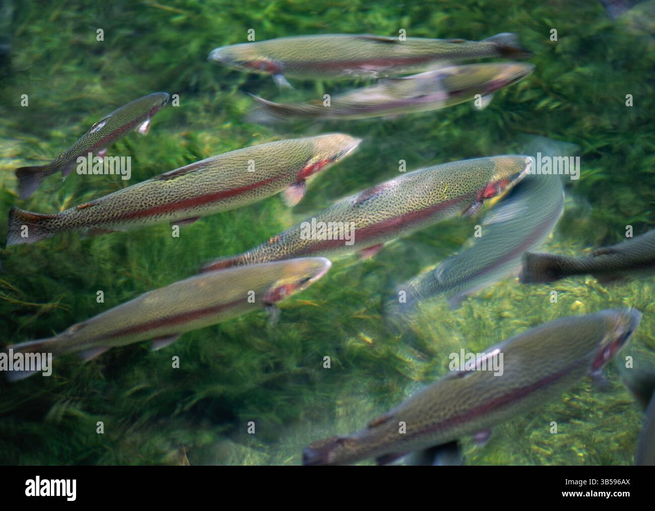 Large Rainbow trout at Cascade Locks Fish Hatchery. Oregon Stock Photo ...