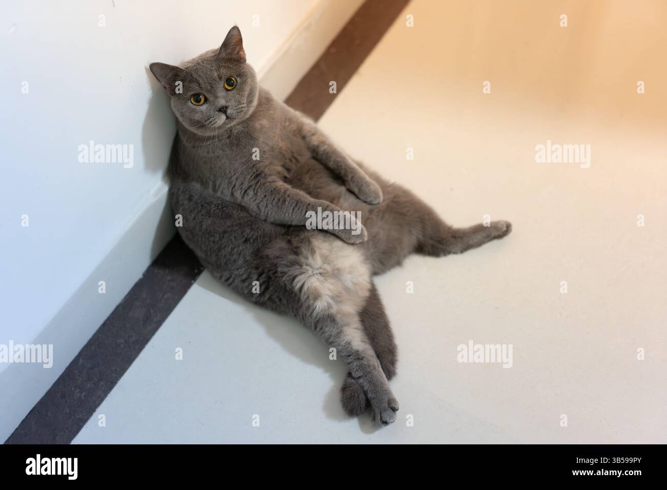 British shorthair cat sitting in a bamboo basket, the furry quilt is ...
