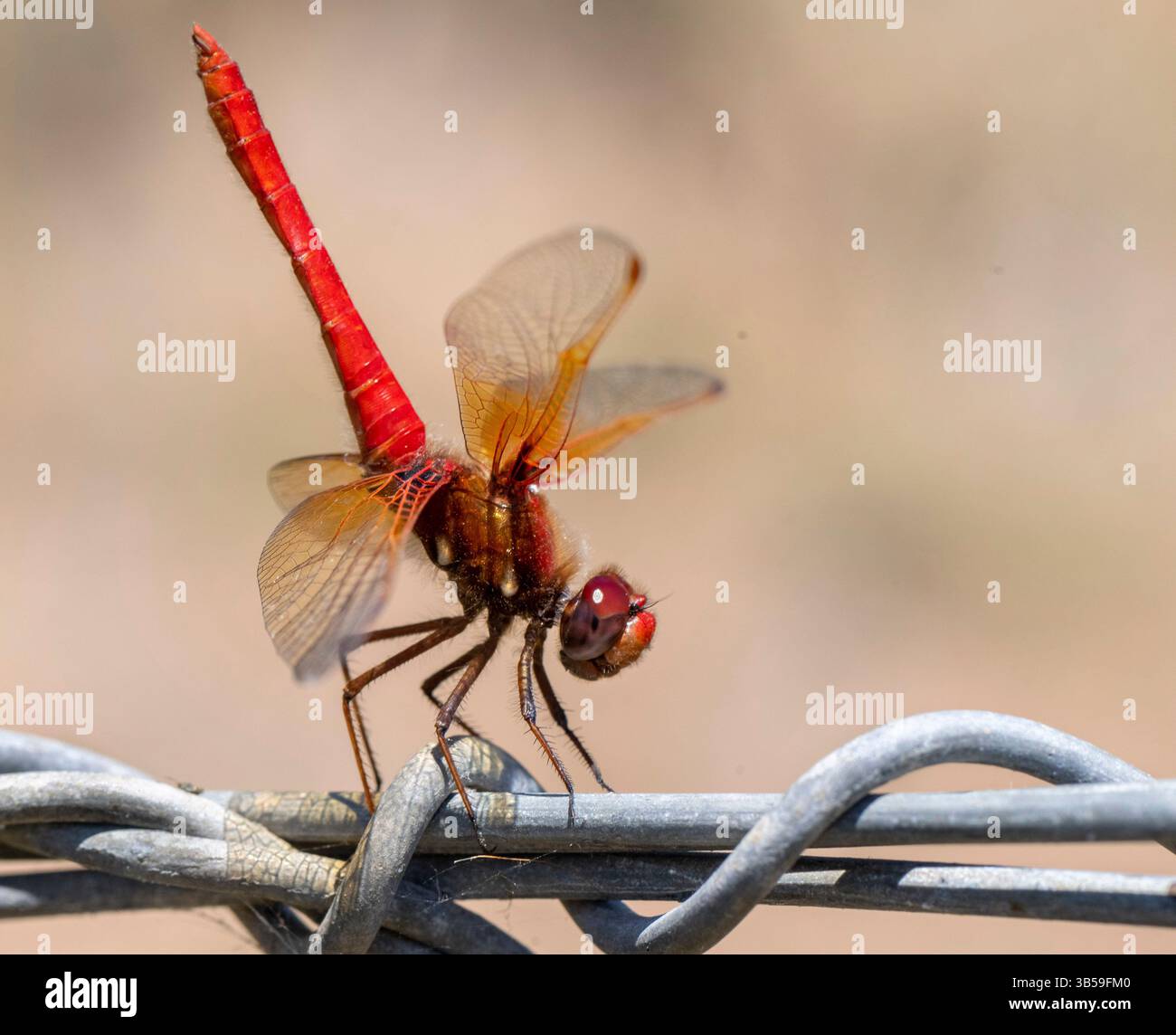 Eat mayflies hi-res stock photography and images - Alamy
