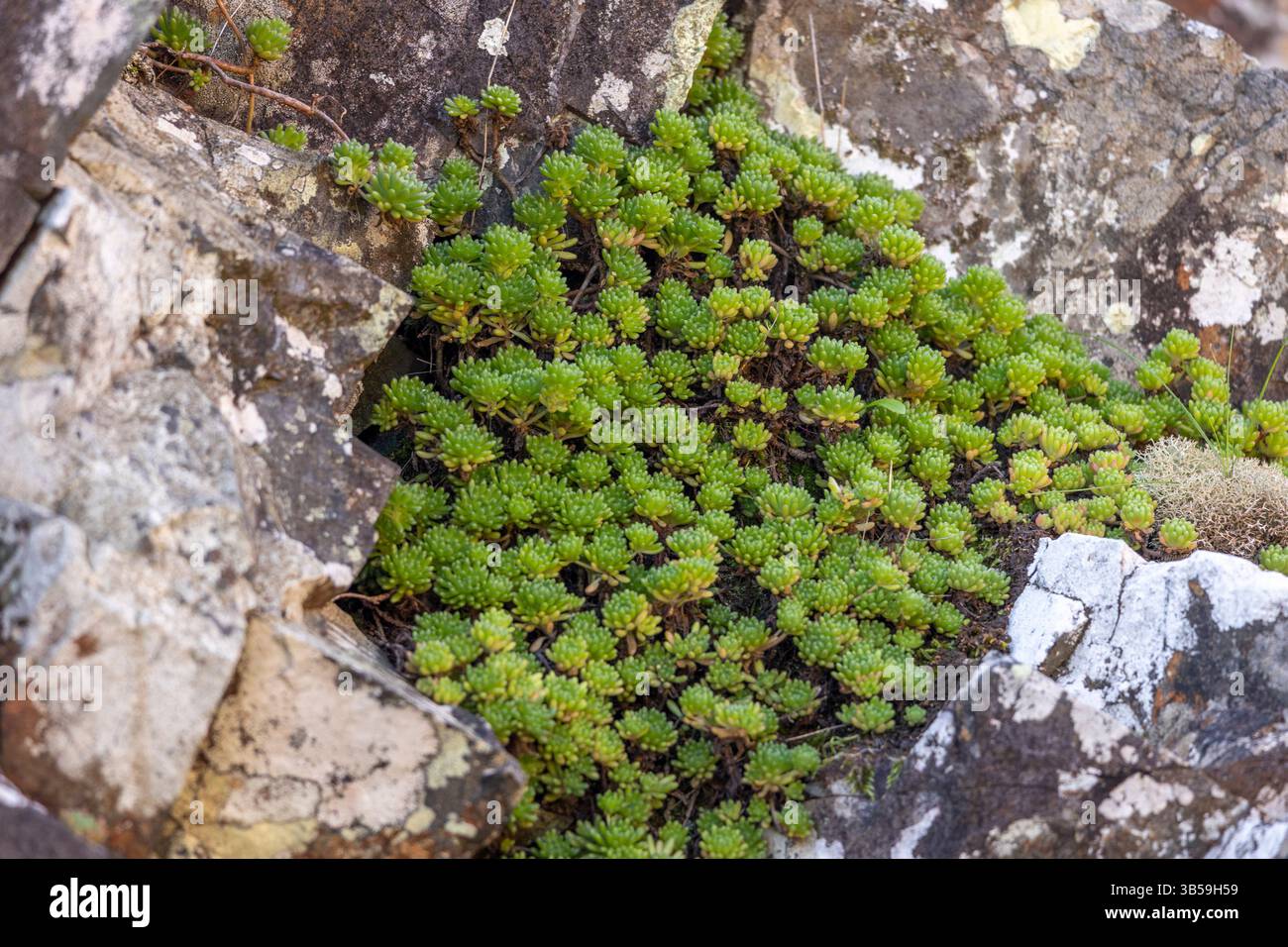 Sedum rubens also known as red stonecrop located in the Monchique ...