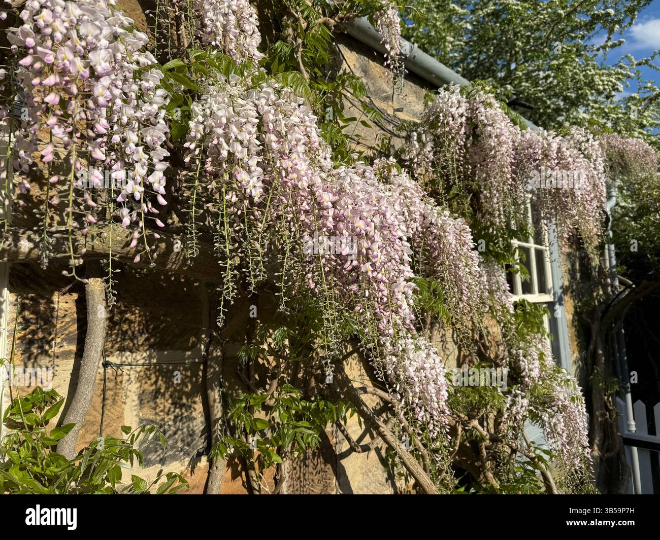 Beautiful wisteria on a Georgian sandstone old bakehouse in Great ...