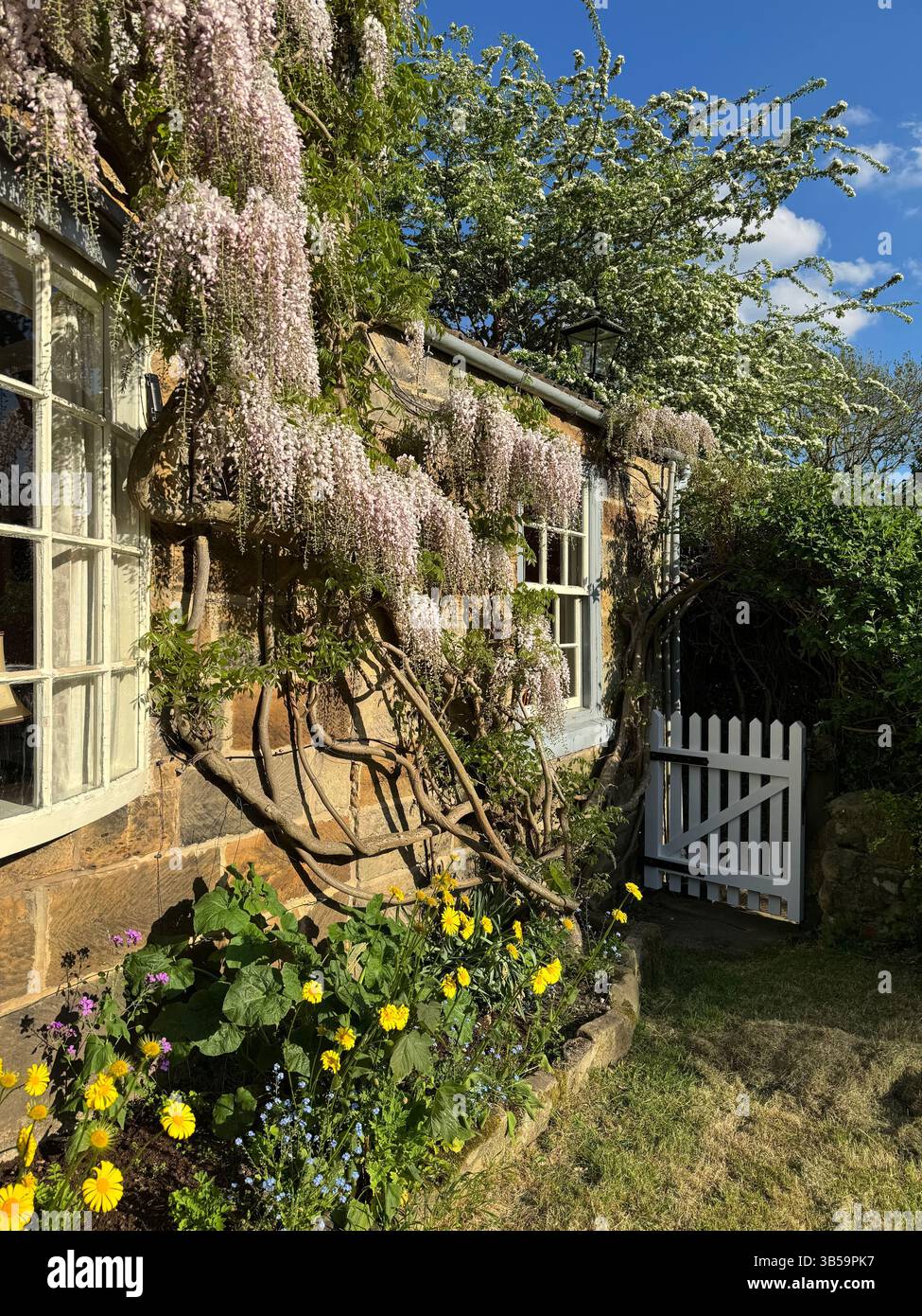 Beautiful wisteria on a Georgian sandstone old bakehouse in Great ...