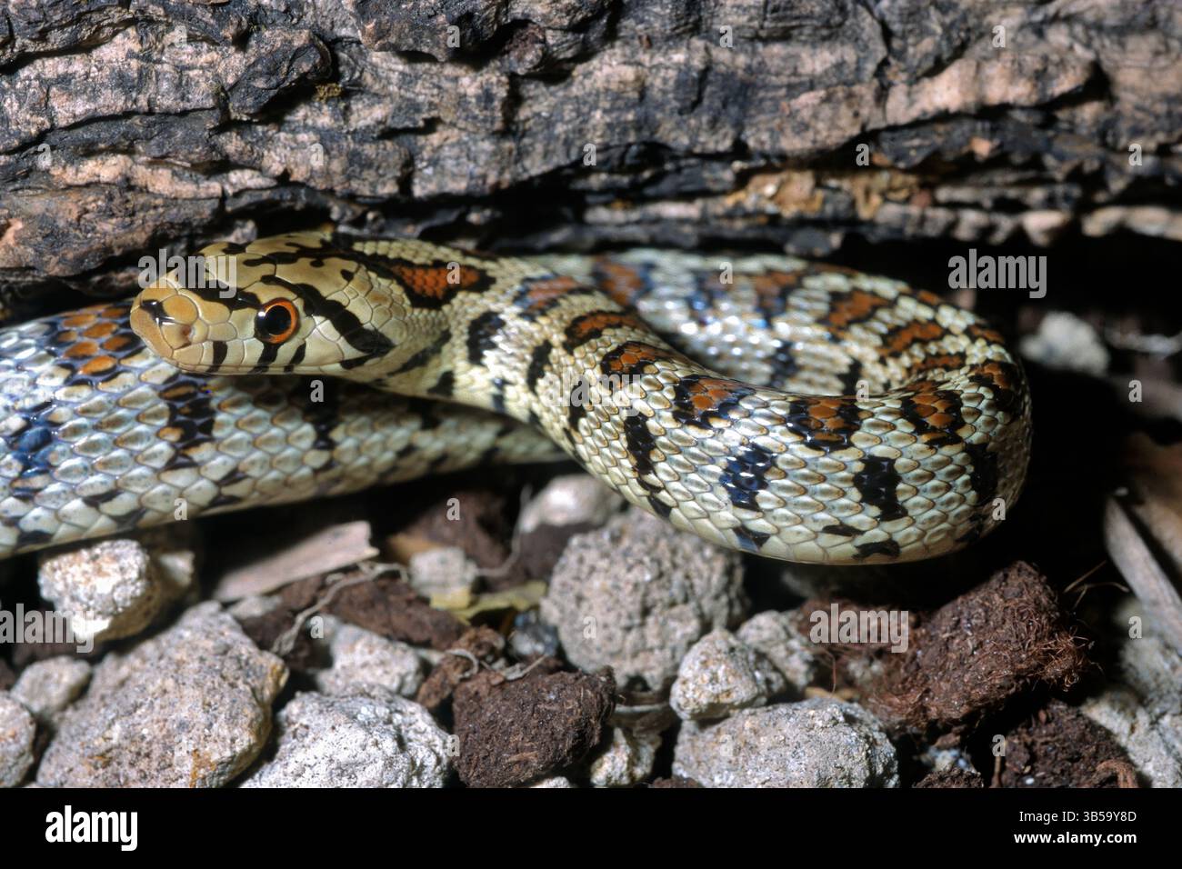 Leopard snake, European ratsnake, Zamenis situla, Colubridae Stock ...