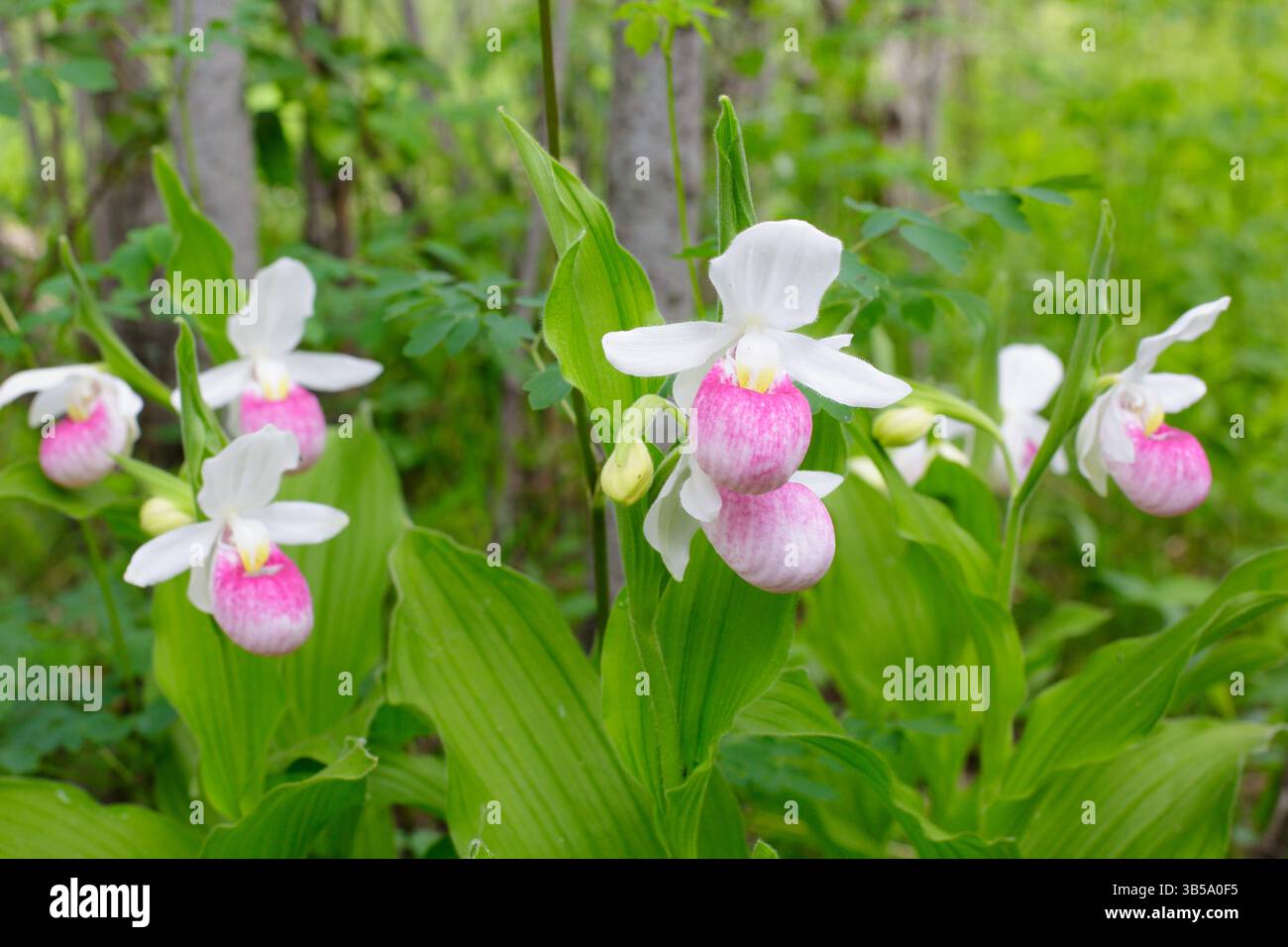 Lady slipper minnesota state flower hi-res stock photography and images ...