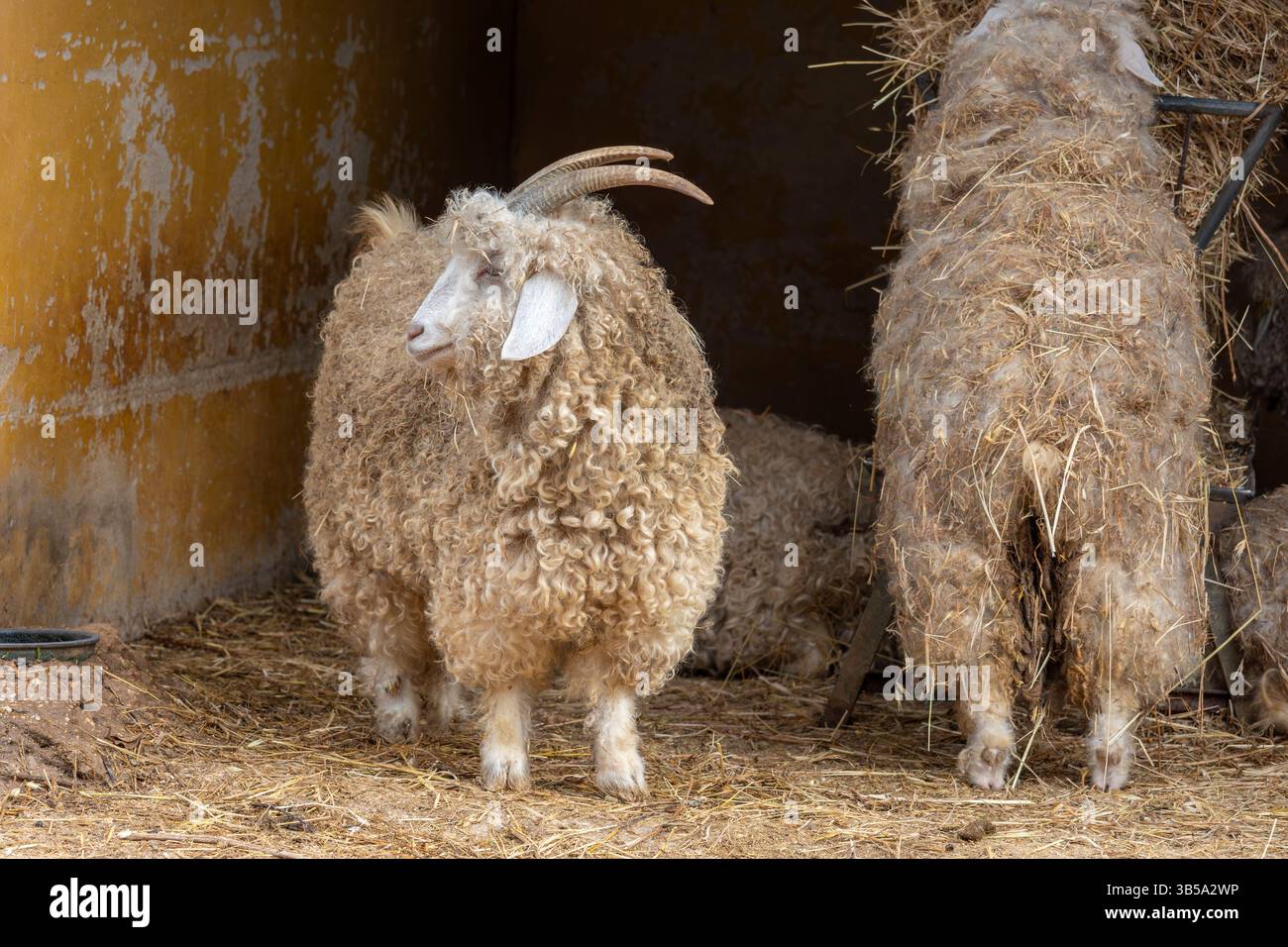 Turkish angora goat hi-res stock photography and images - Alamy