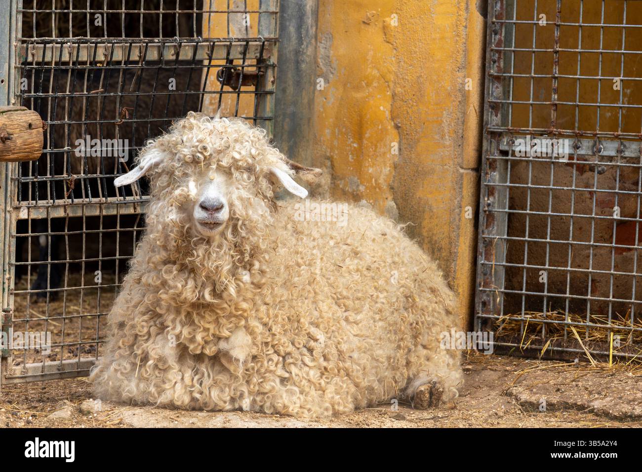 Turkish angora goat hi-res stock photography and images - Alamy