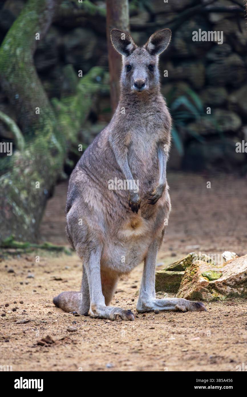Close up view of a eastern grey kangaroo (Macropus giganteus Stock ...