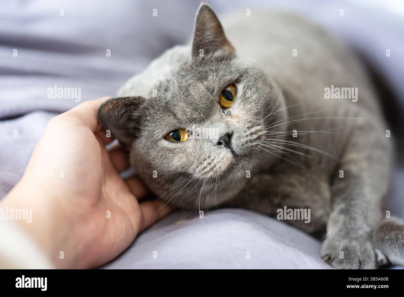 Pet owner stroking the cheek of cute fat British shorthair blue cat ...