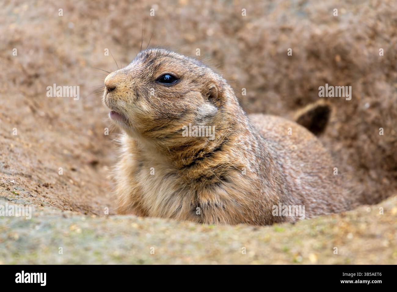 Native mexican dog hi-res stock photography and images - Alamy