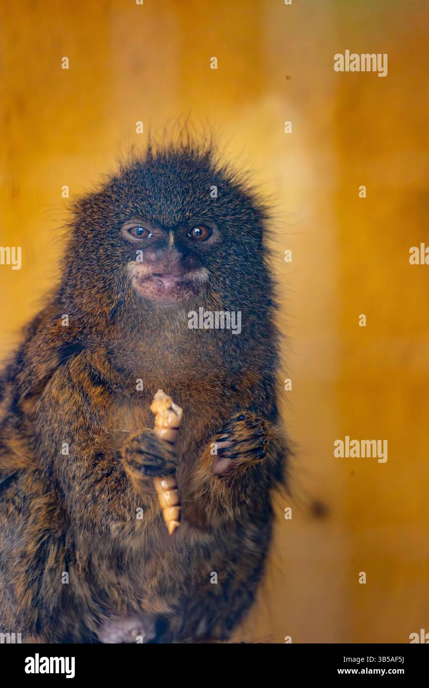 Close up view of a small Pygmy marmosets monkey on a zoo Stock Photo ...