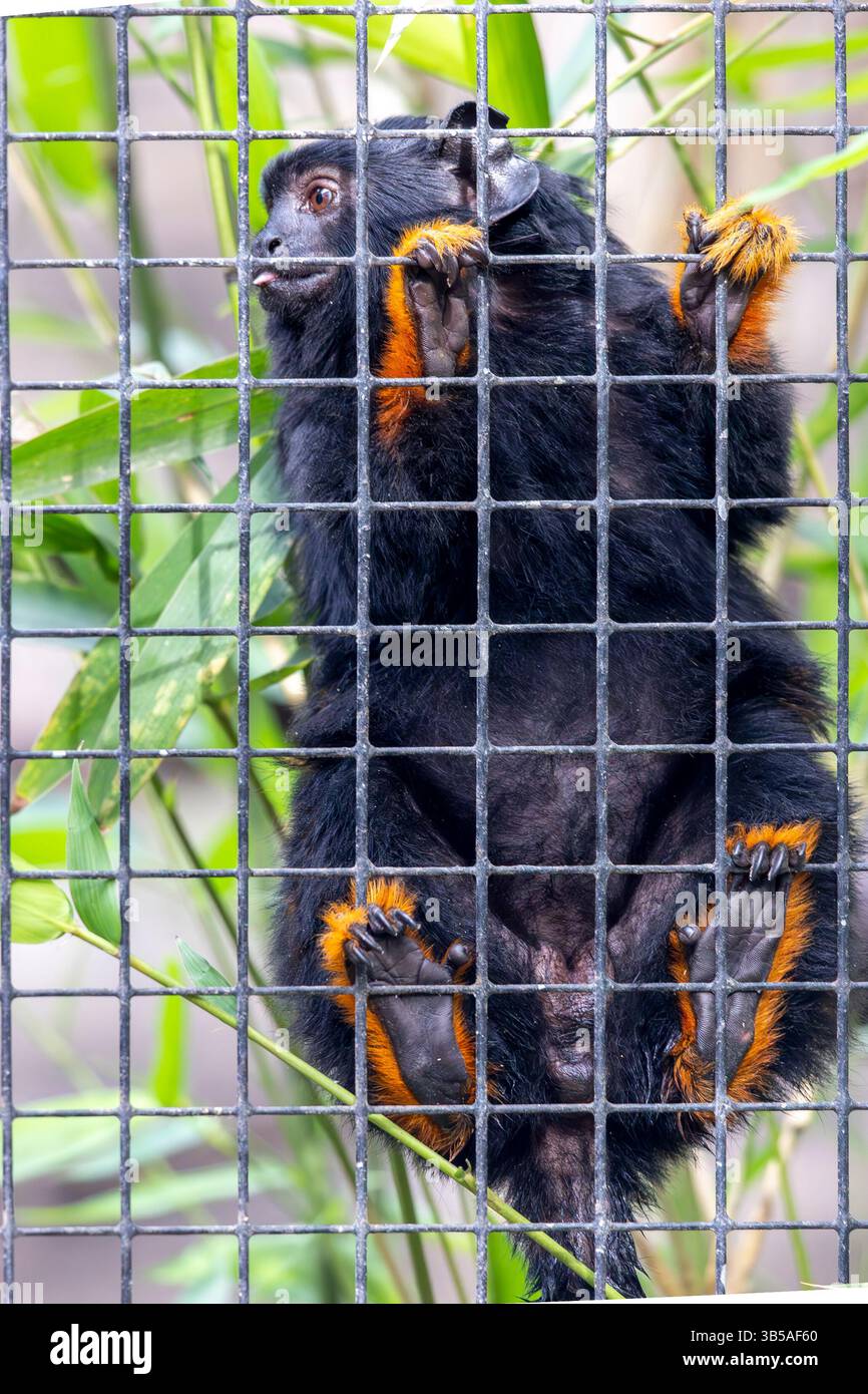 Close up view of the golden-handed tamarin (Saguinus midas) monkey ...
