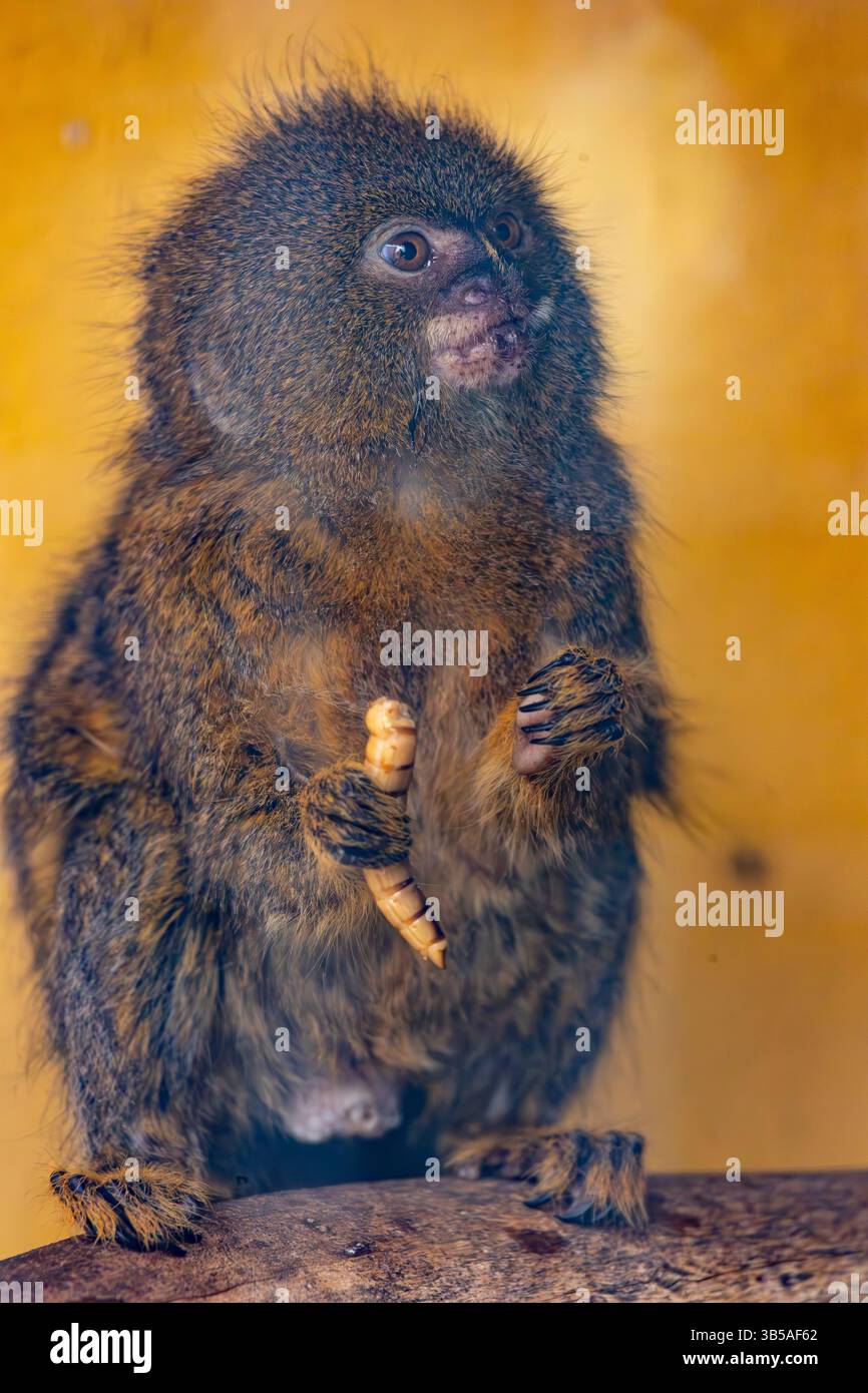 Close up view of a small Pygmy marmosets monkey on a zoo Stock Photo ...