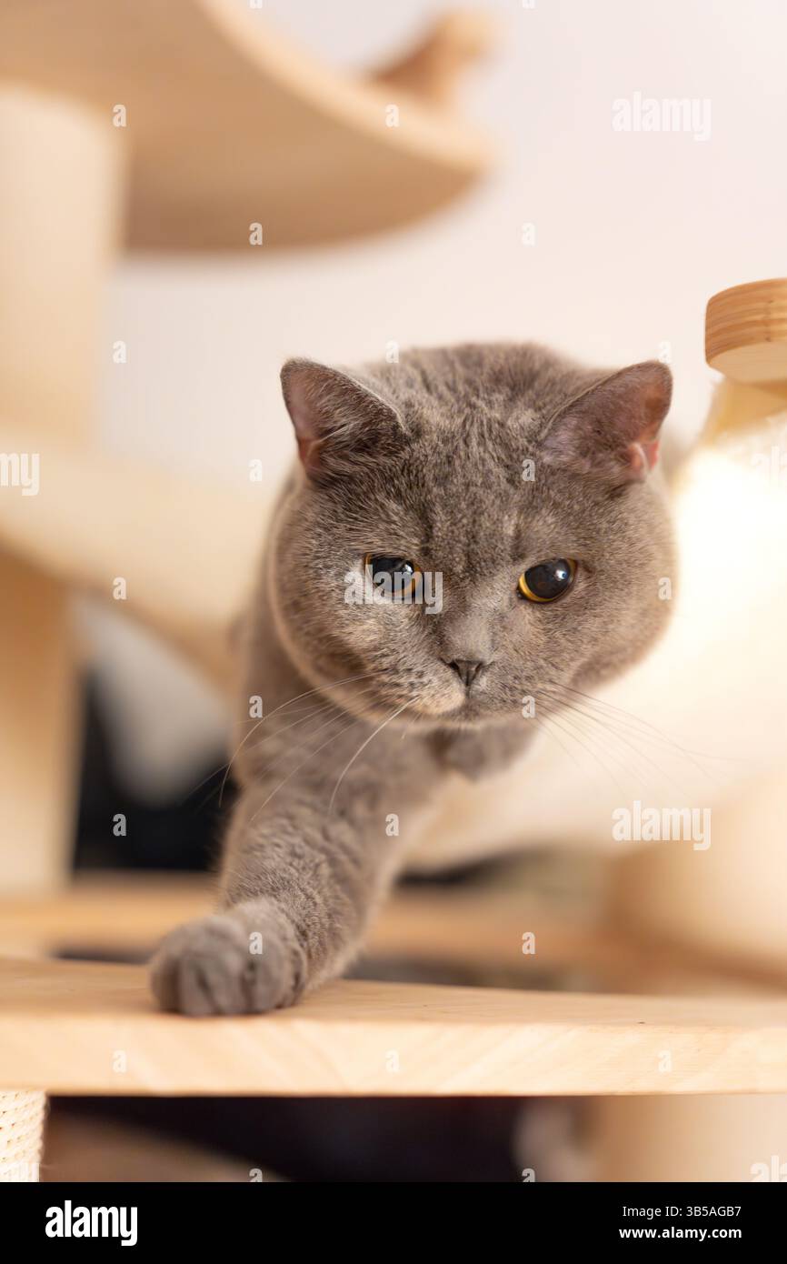 An overweight British Shorthair blue cat nearly fell from a cat tree ...