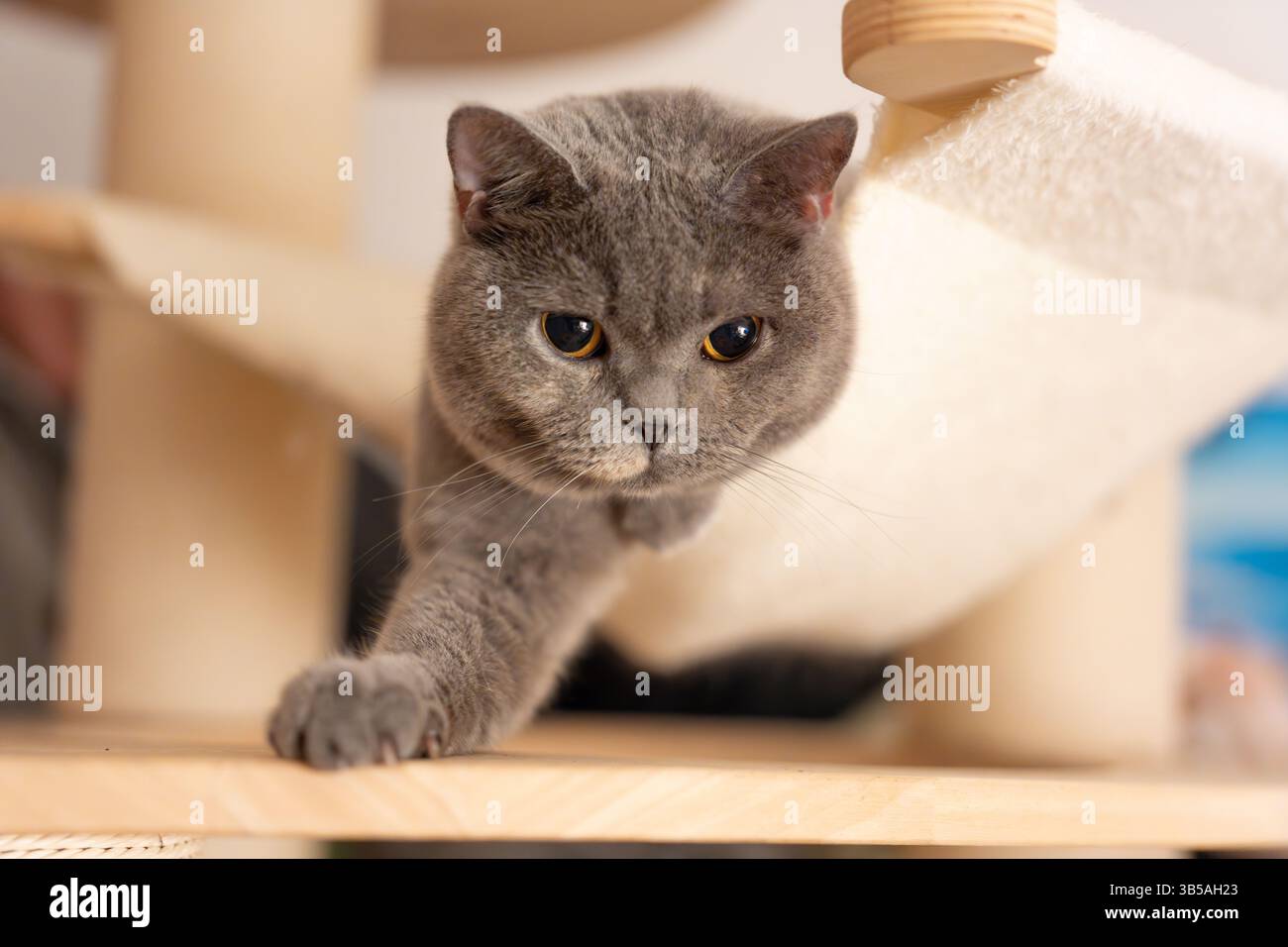 An overweight British Shorthair blue cat nearly fell from a cat tree ...