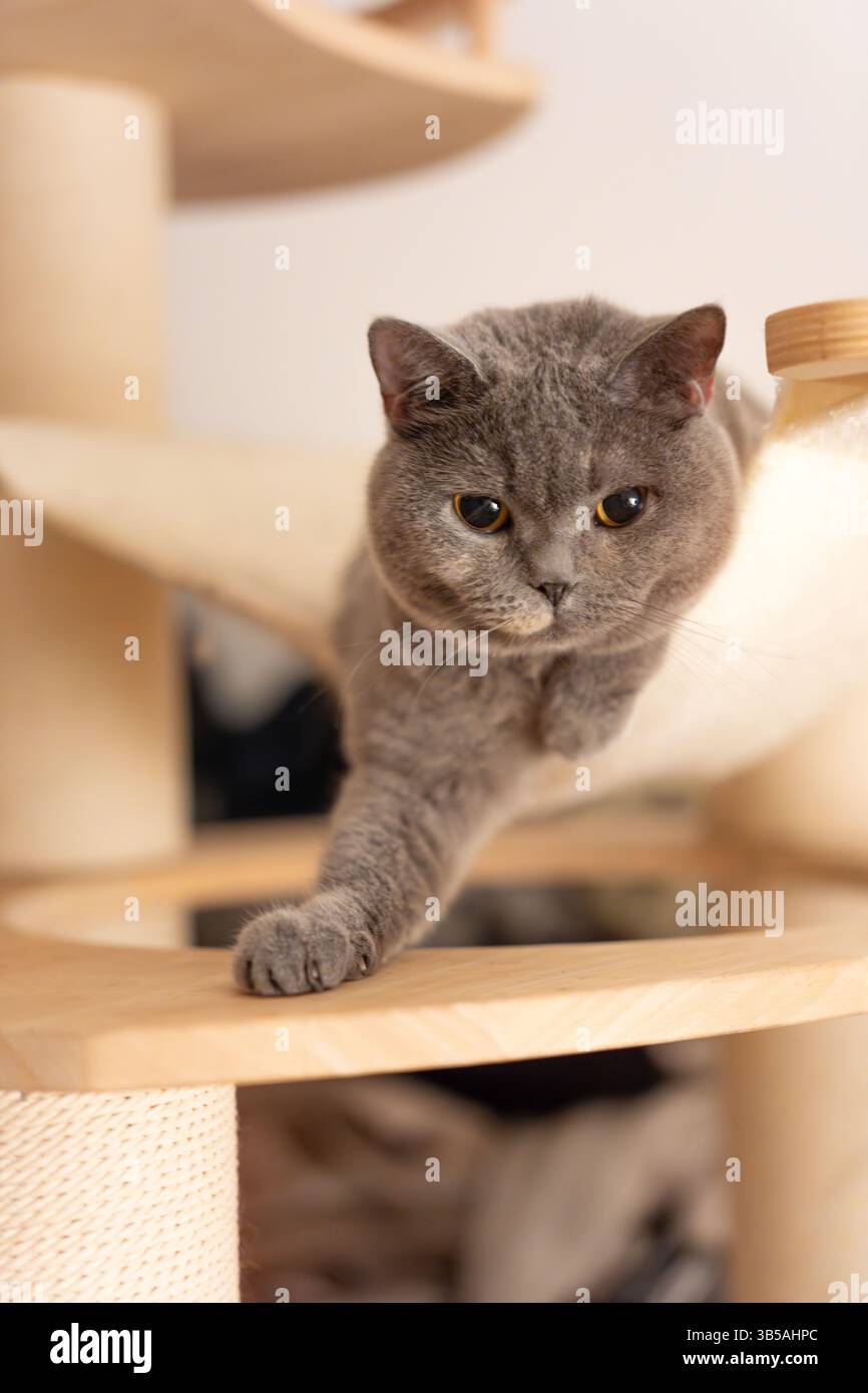 An overweight British Shorthair blue cat nearly fell from a cat tree ...