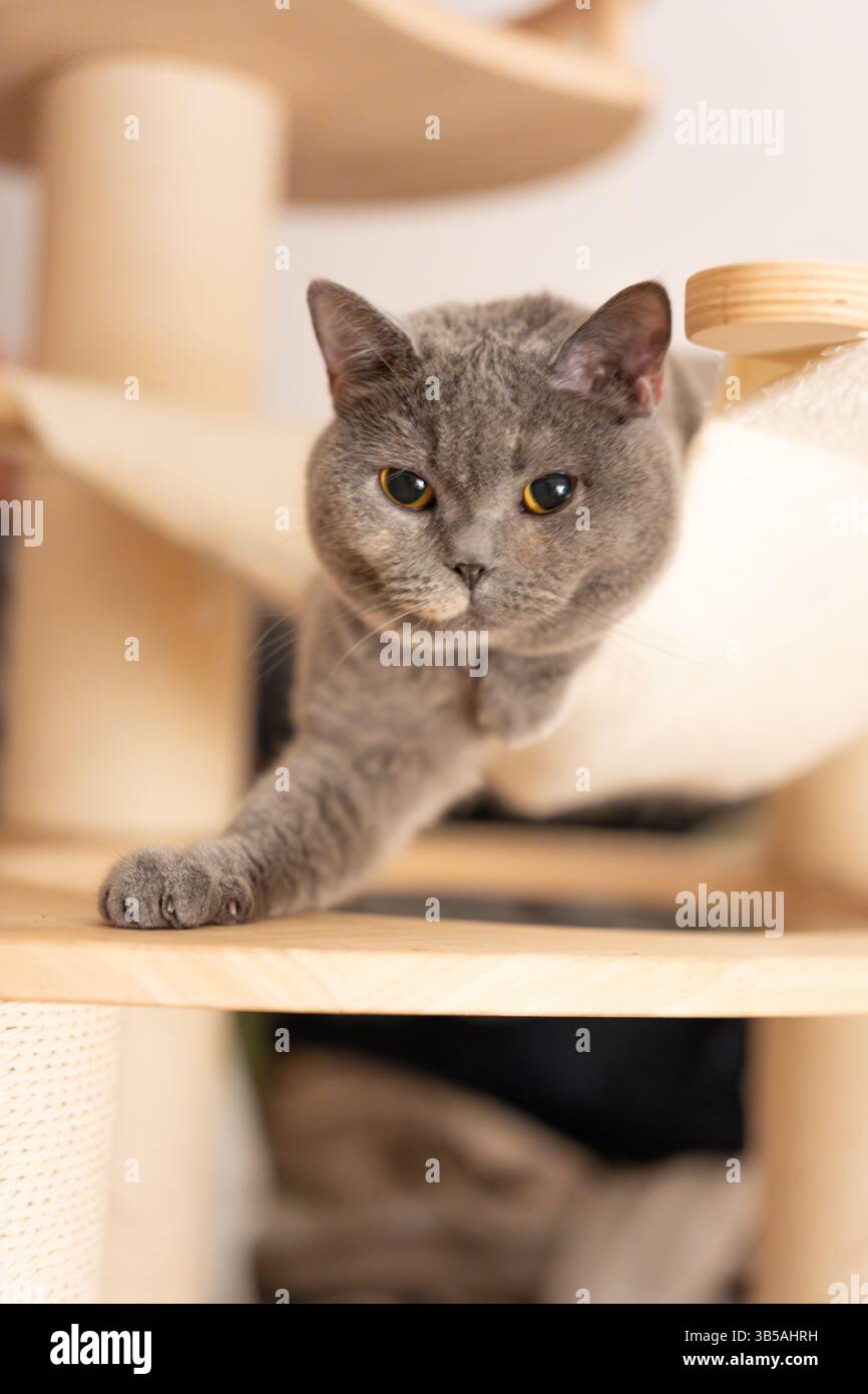 An overweight British Shorthair blue cat nearly fell from a cat tree ...