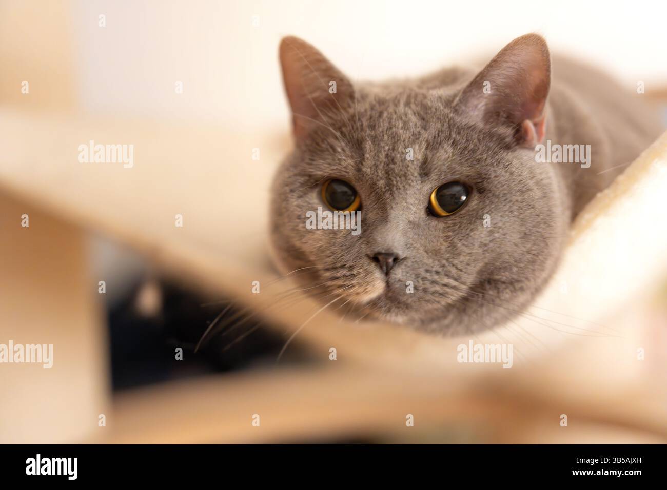 An overweight British Shorthair blue cat nearly fell from a cat tree ...