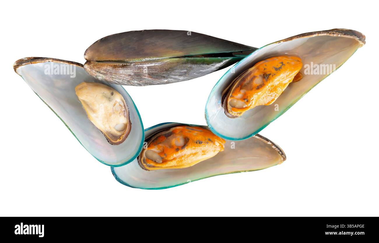 Top view of four cooked or steamed green mussels in stack is isolated ...