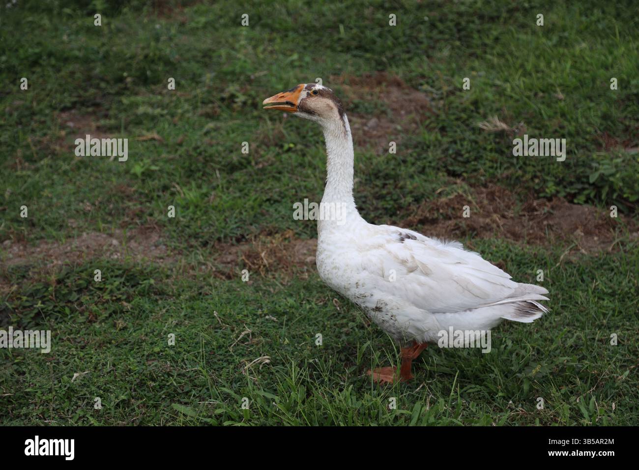 Philippine Goose strutting on the grass Stock Photo - Alamy